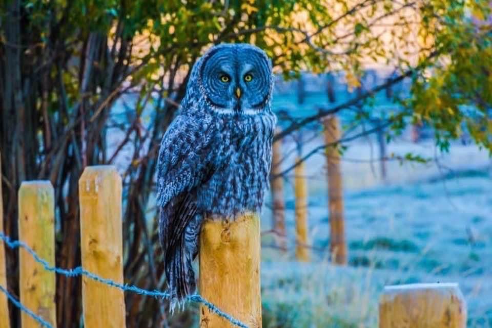 Obvious observations – E. A. Fussell